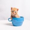 Frisky Cat Cafe | Cafe and Cat Lounge