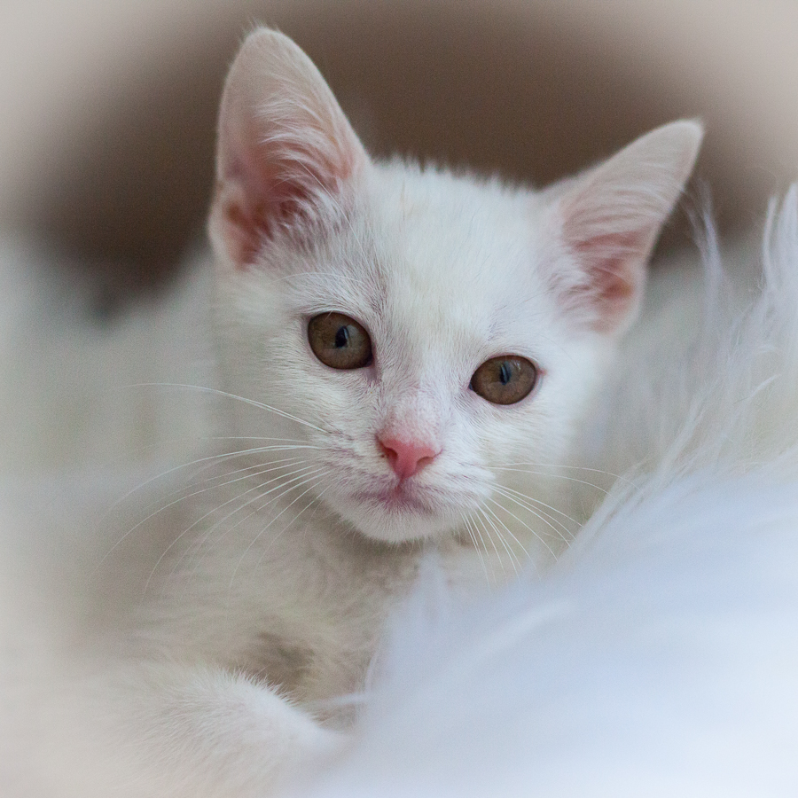 About - Frisky Cat Cafe