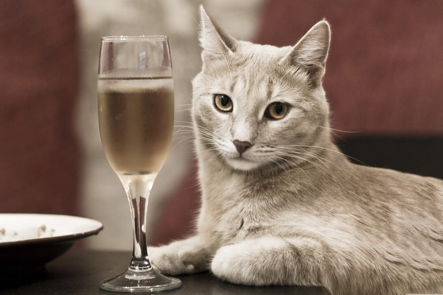 Reservations Archive - Frisky Cat Cafe