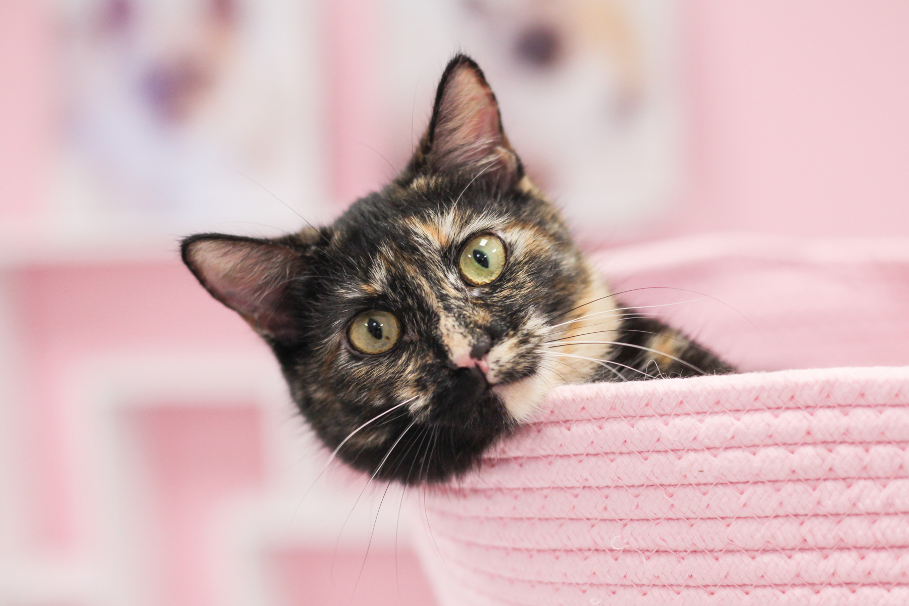 Reservations Archive - Frisky Cat Cafe