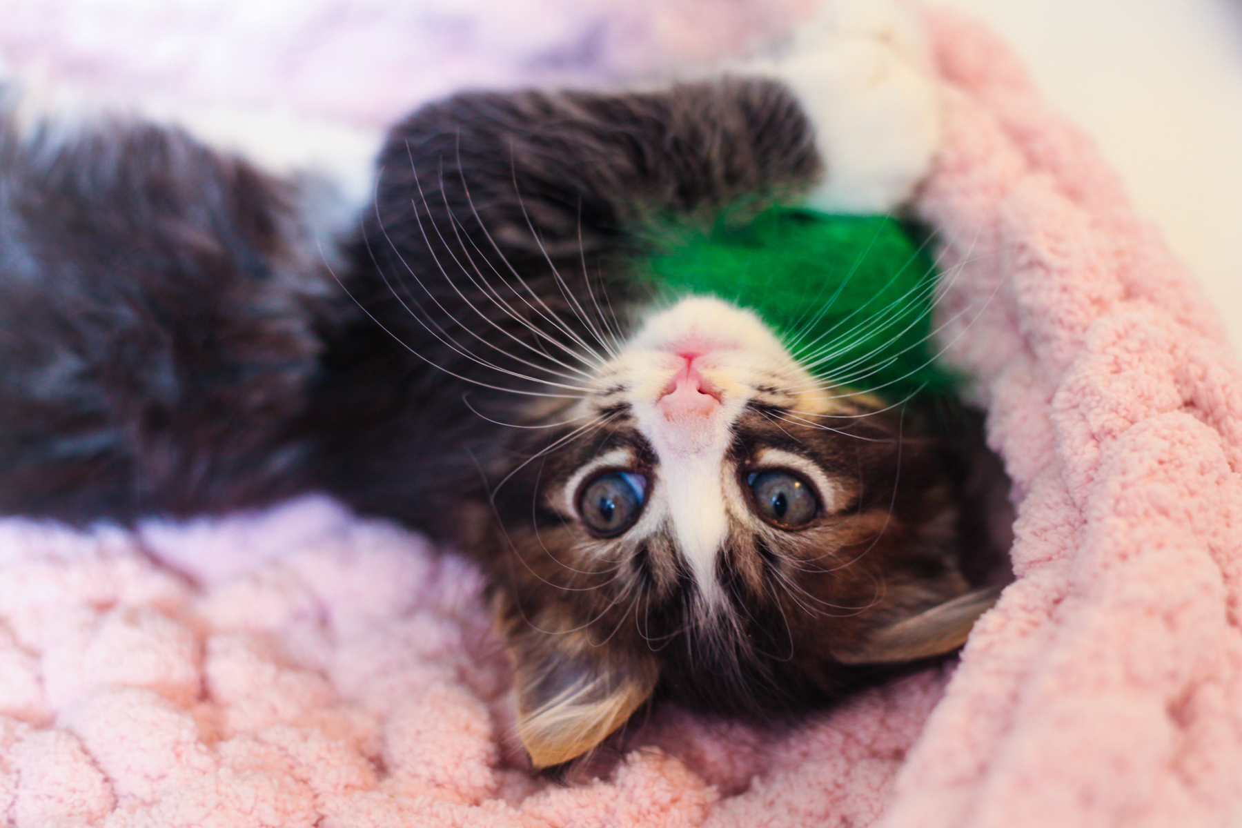 Reservations Archive - Frisky Cat Cafe