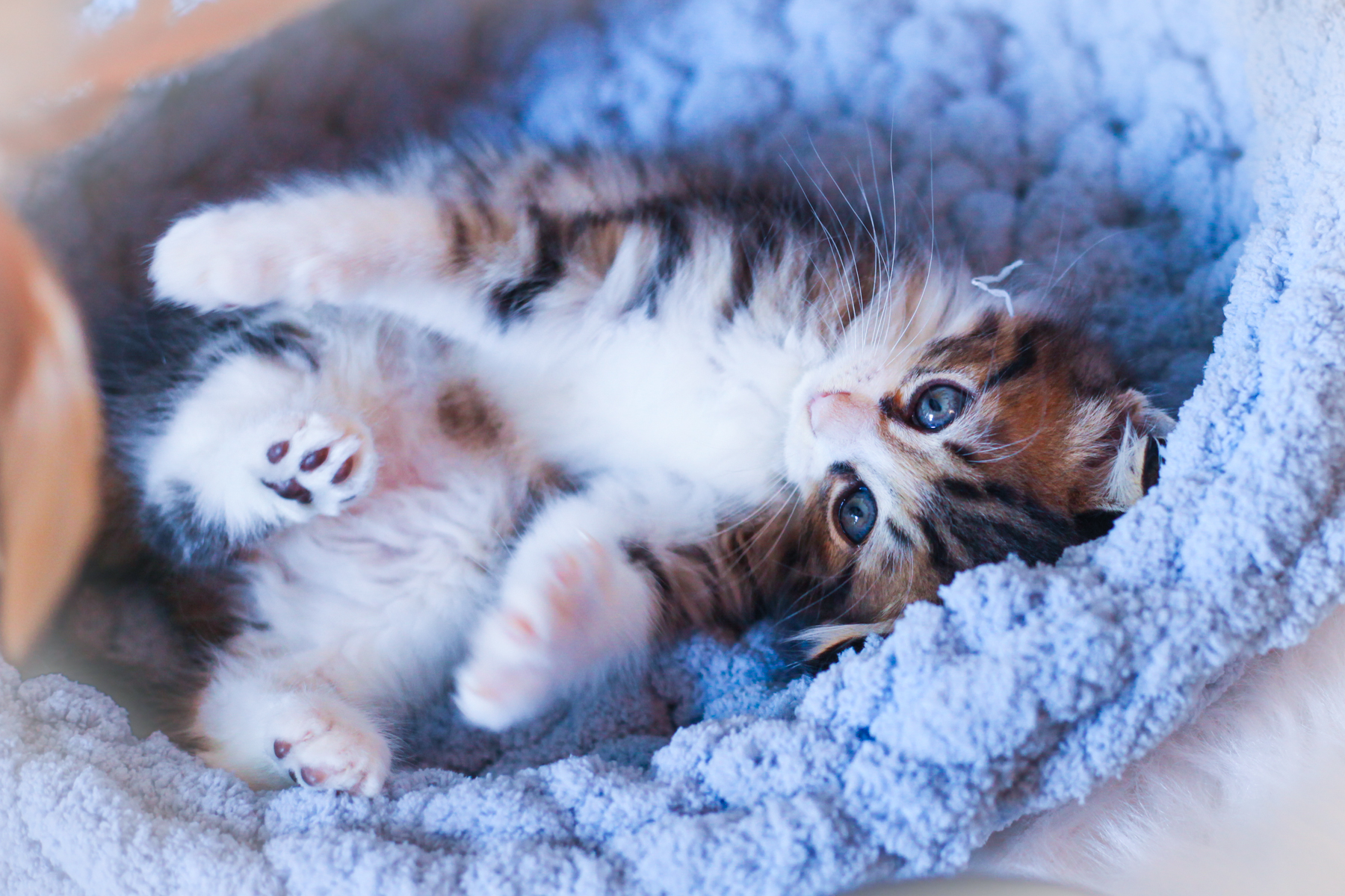 Reservations Archive - Frisky Cat Cafe