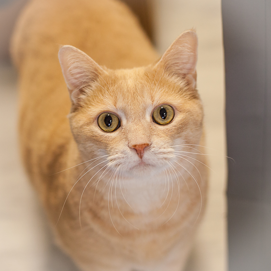 Adopt - Frisky Cat Cafe