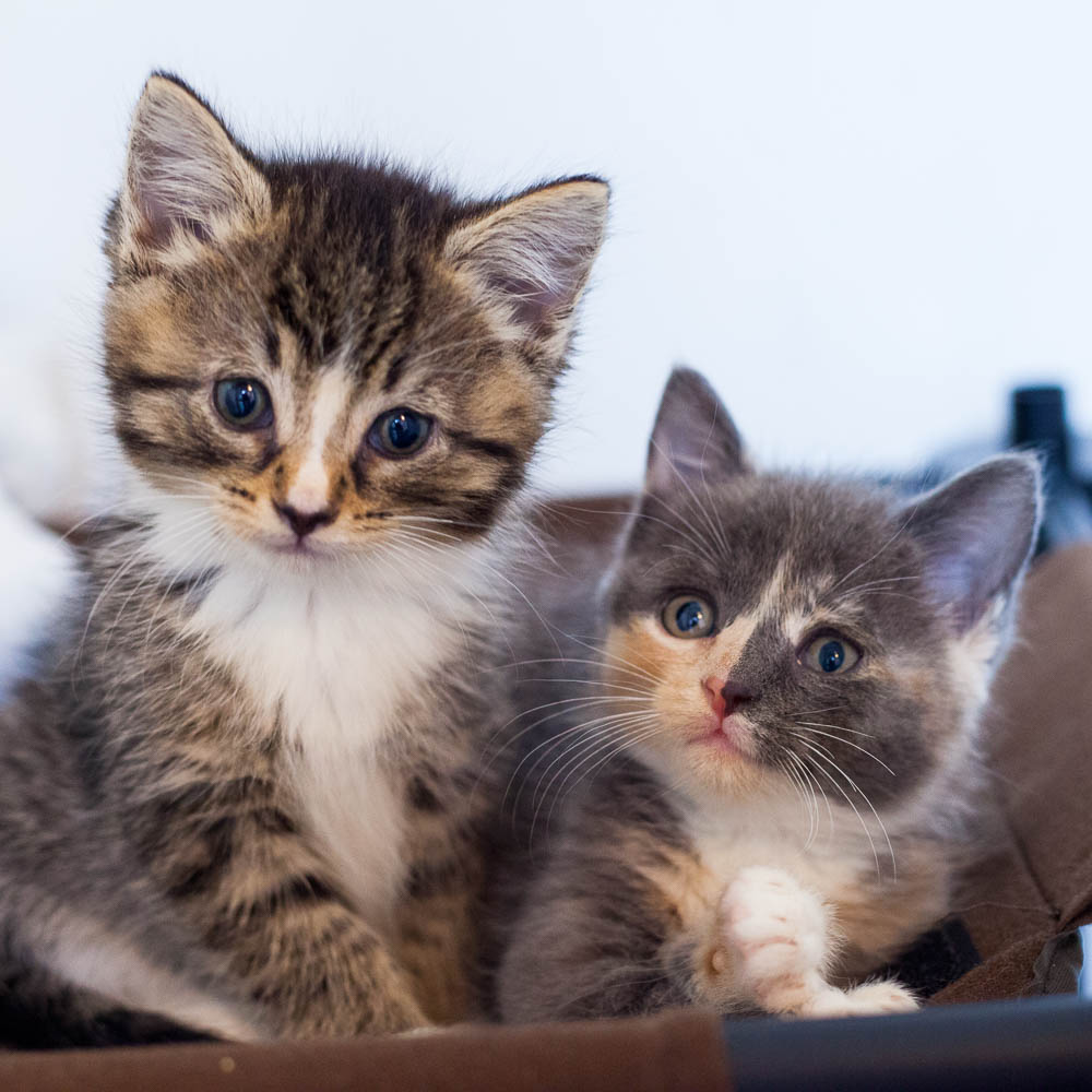 Adopt - Frisky Cat Cafe