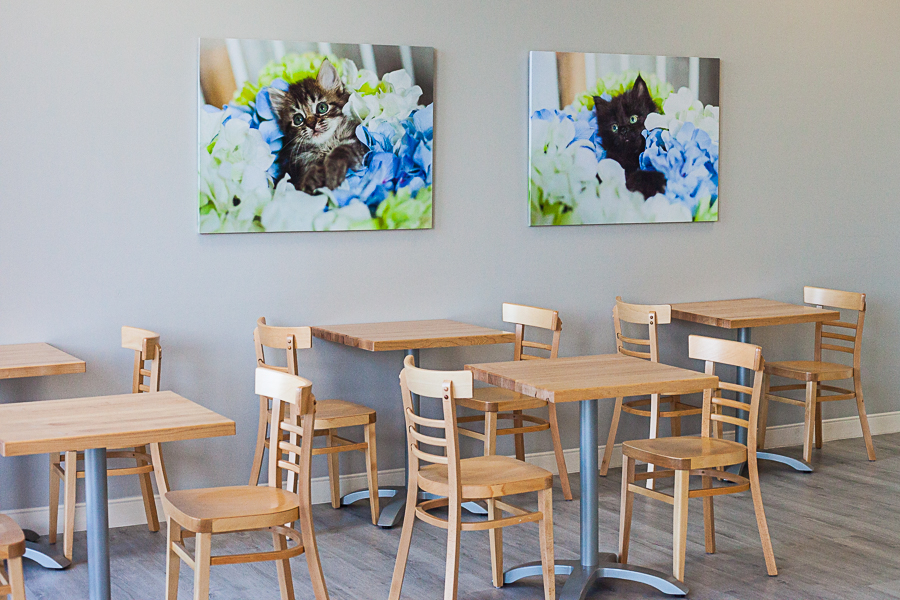 Home - Frisky Cat Cafe