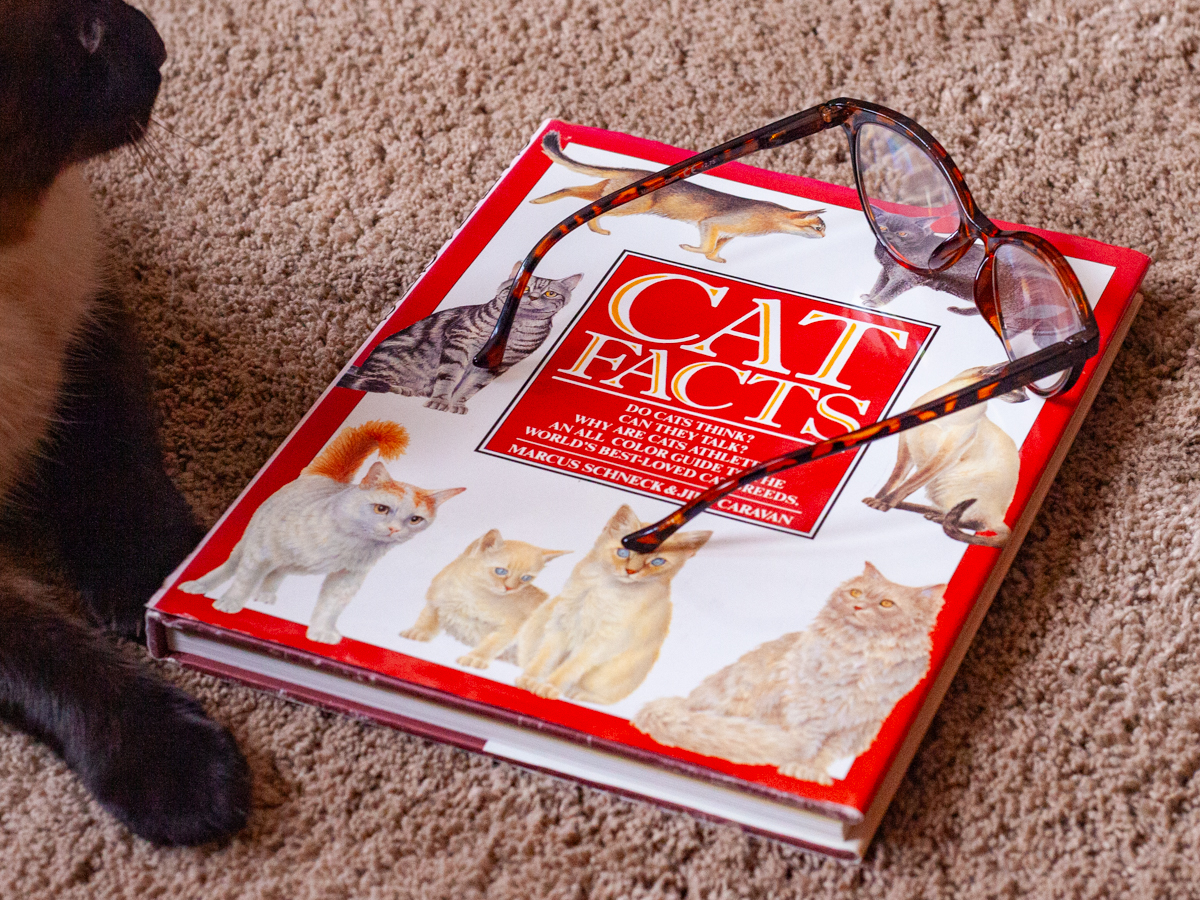 Reservations Archive - Frisky Cat Cafe